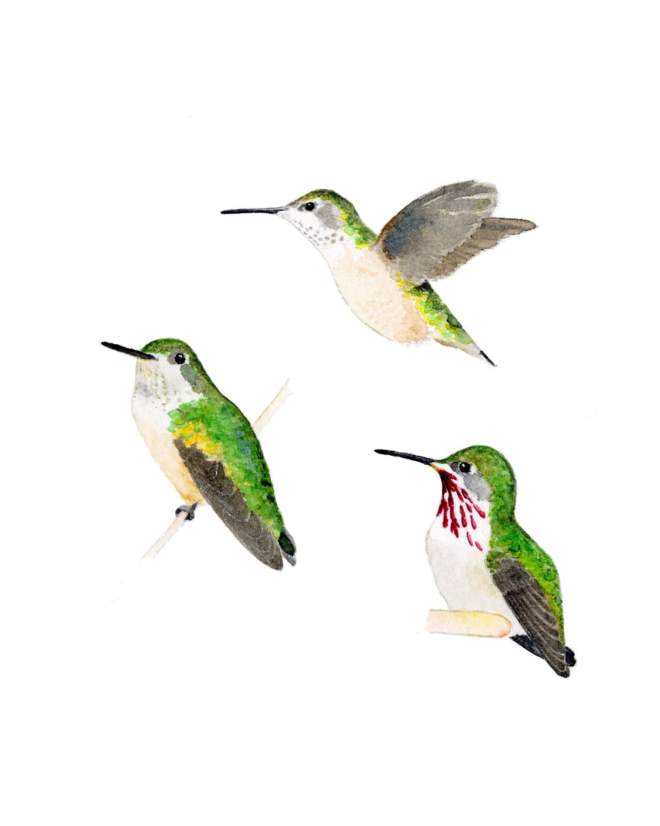 8" x 10" print - Calliope Hummingbirds – Seven Ravens Studio