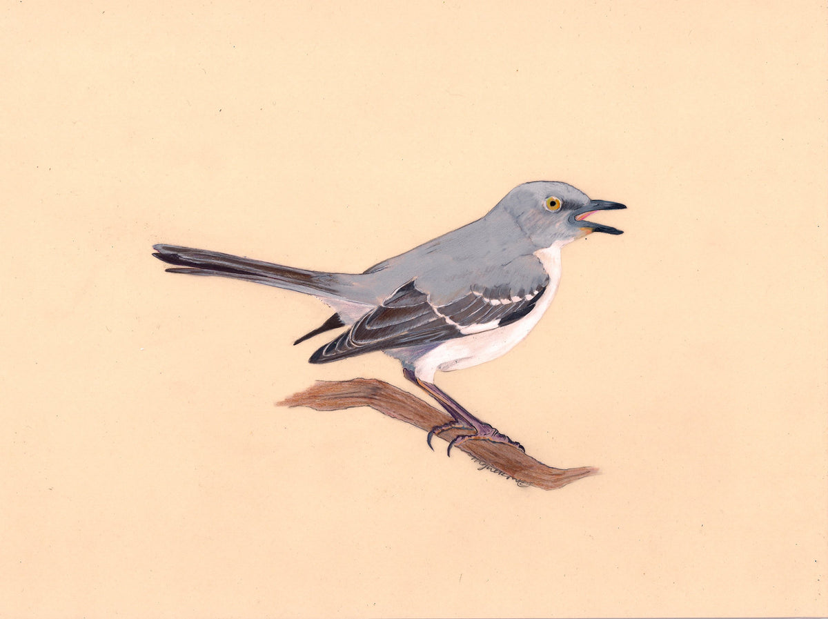 Mockingbird Colored Drawing