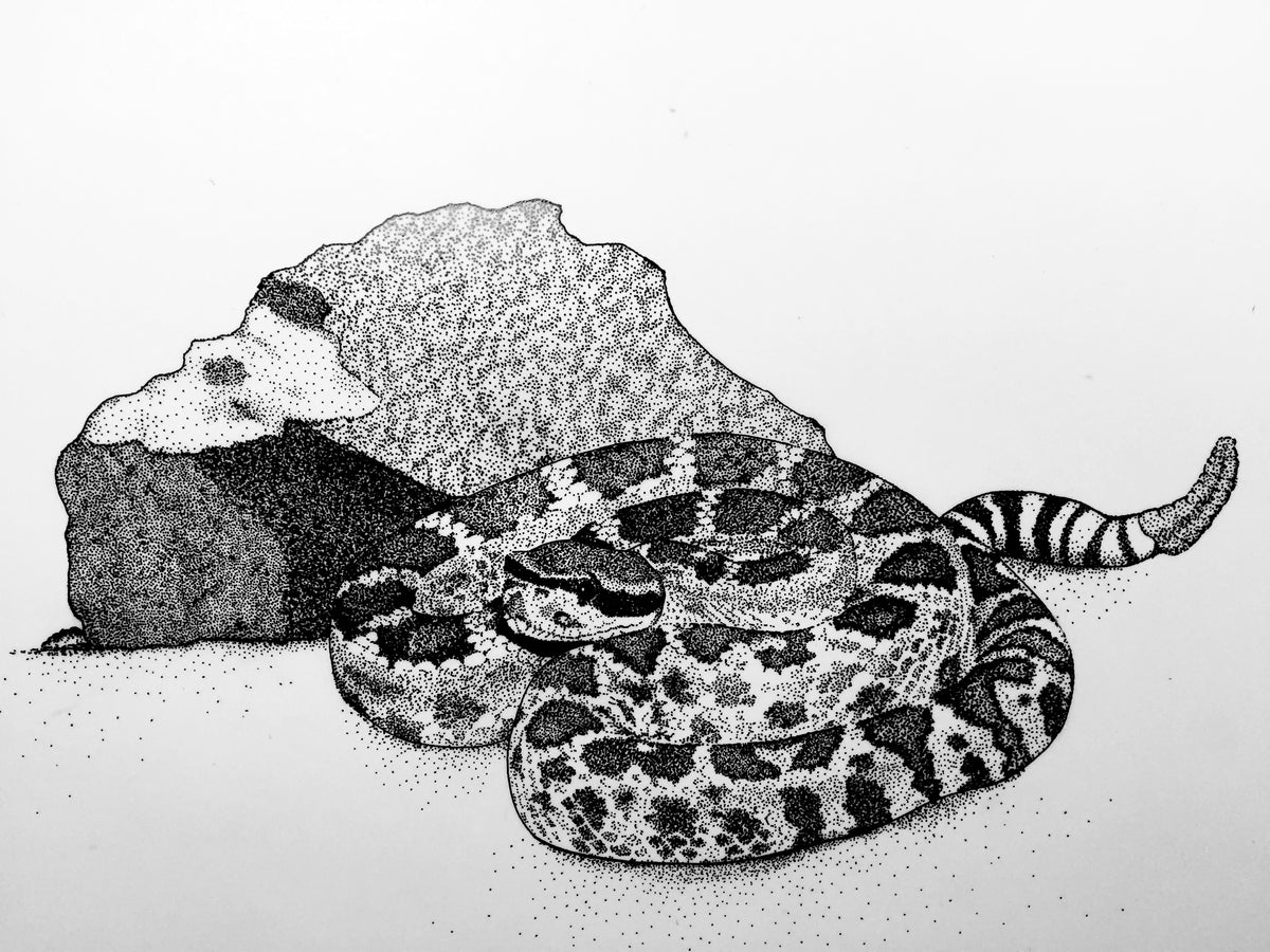 Rattlesnake Drawings In Pencil